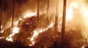 Kahuta: Forest Fire in Jungle No. 71 Injures Forest Department ...